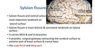 LATERAL SURFACE OF CEREBRAL HEMISPHERE.pptx