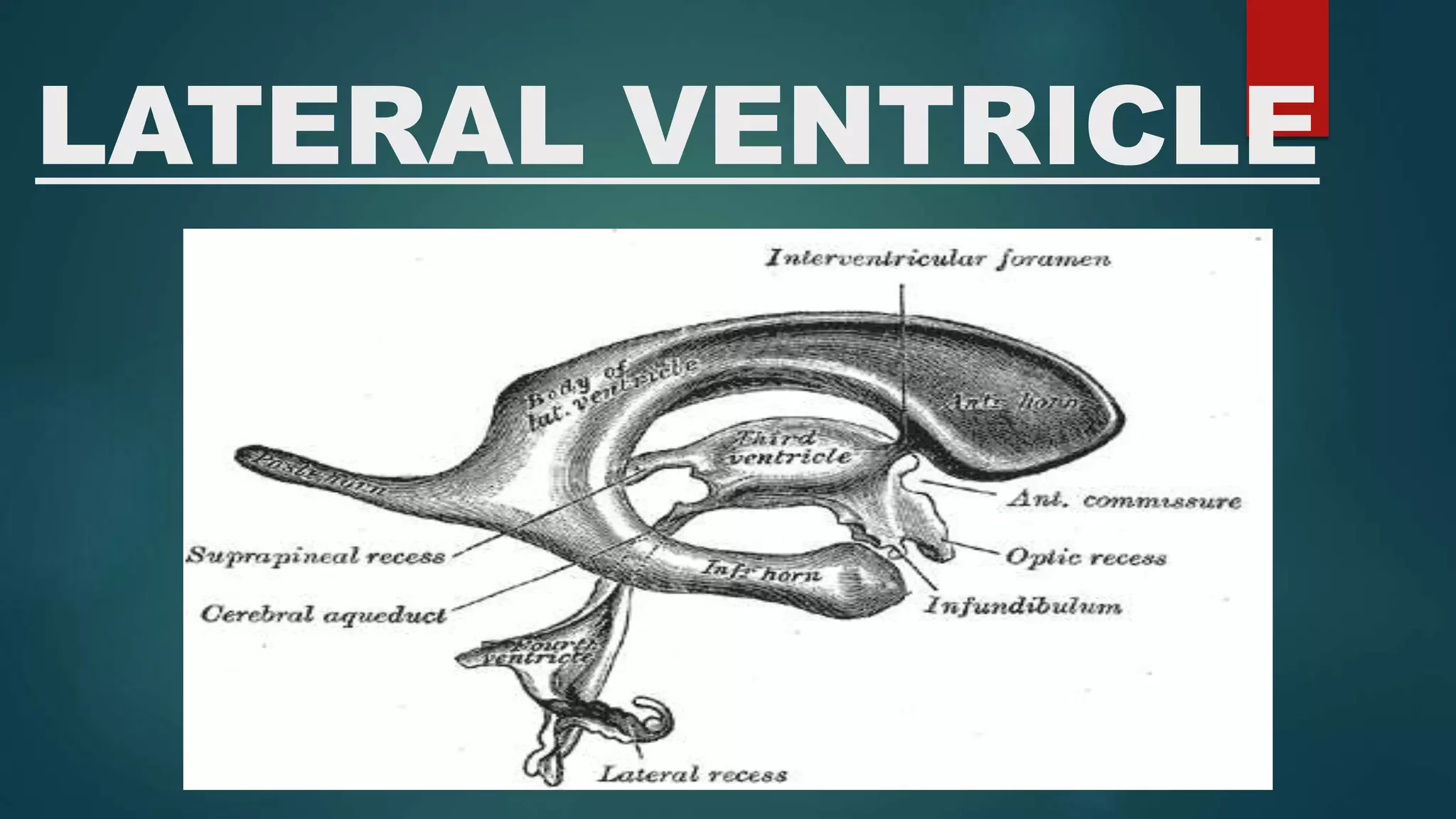 Lateral Ventricle | PPTX