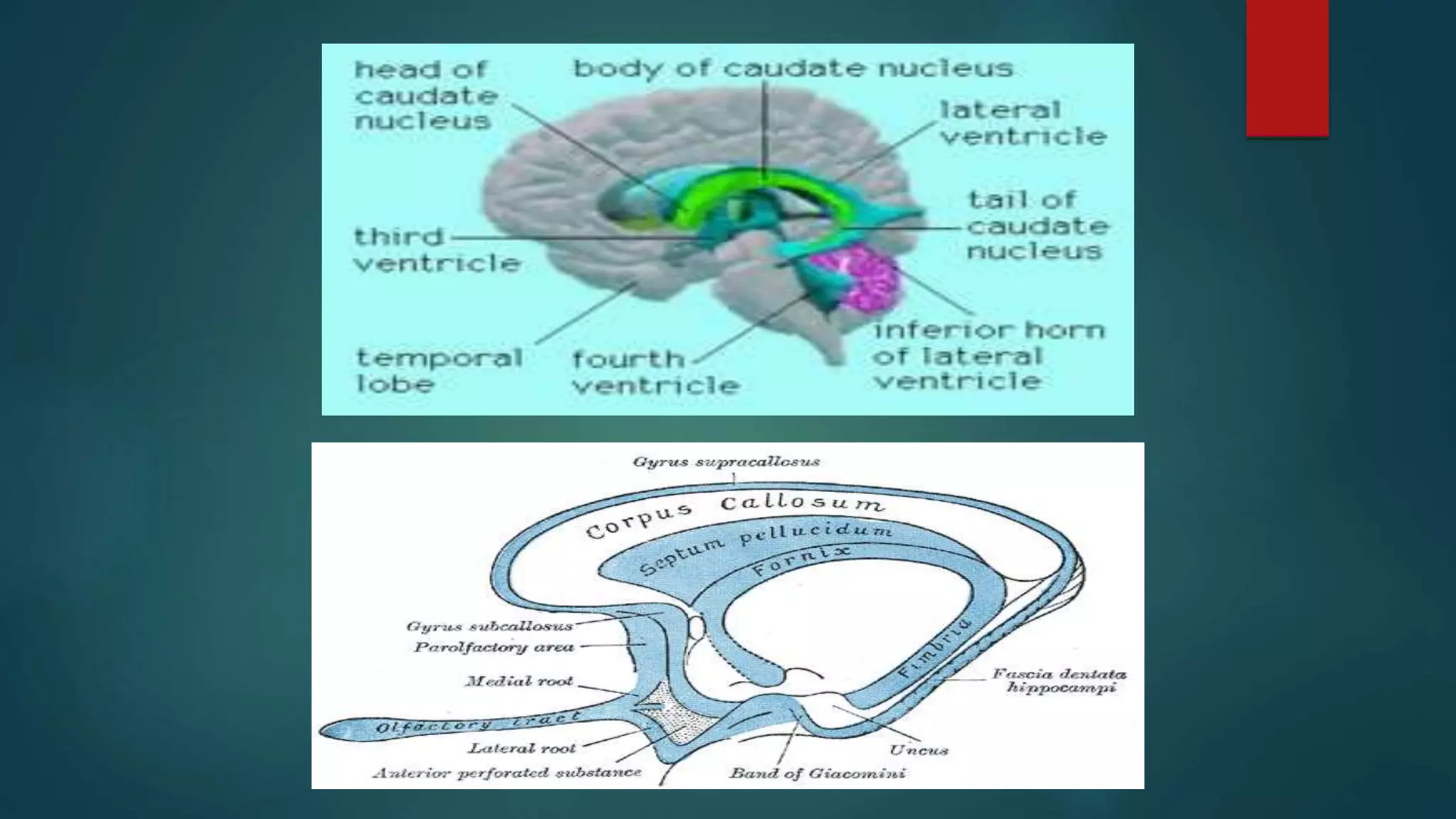 Lateral Ventricle | PPTX