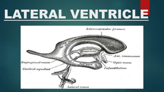 Lateral Ventricle | PPTX