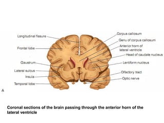 The Anterior Horn Of Lateral Ventrical