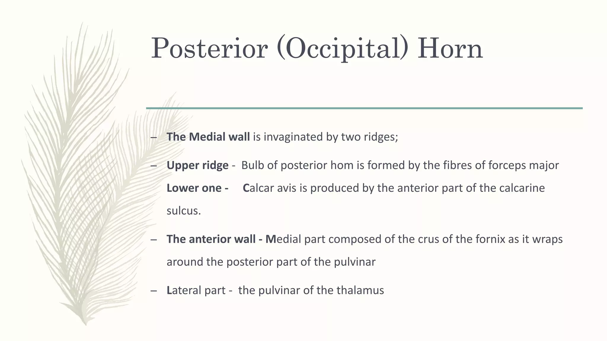 Lateral ventricle anatomy and approaches | PPTX