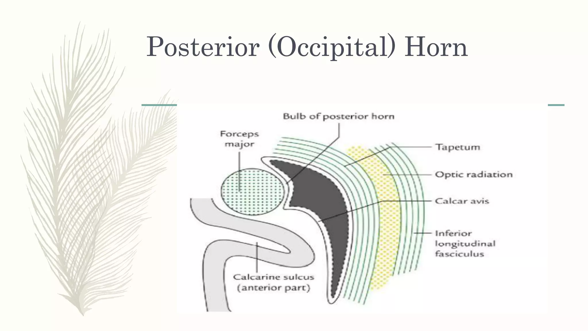 Lateral ventricle anatomy and approaches | PPTX