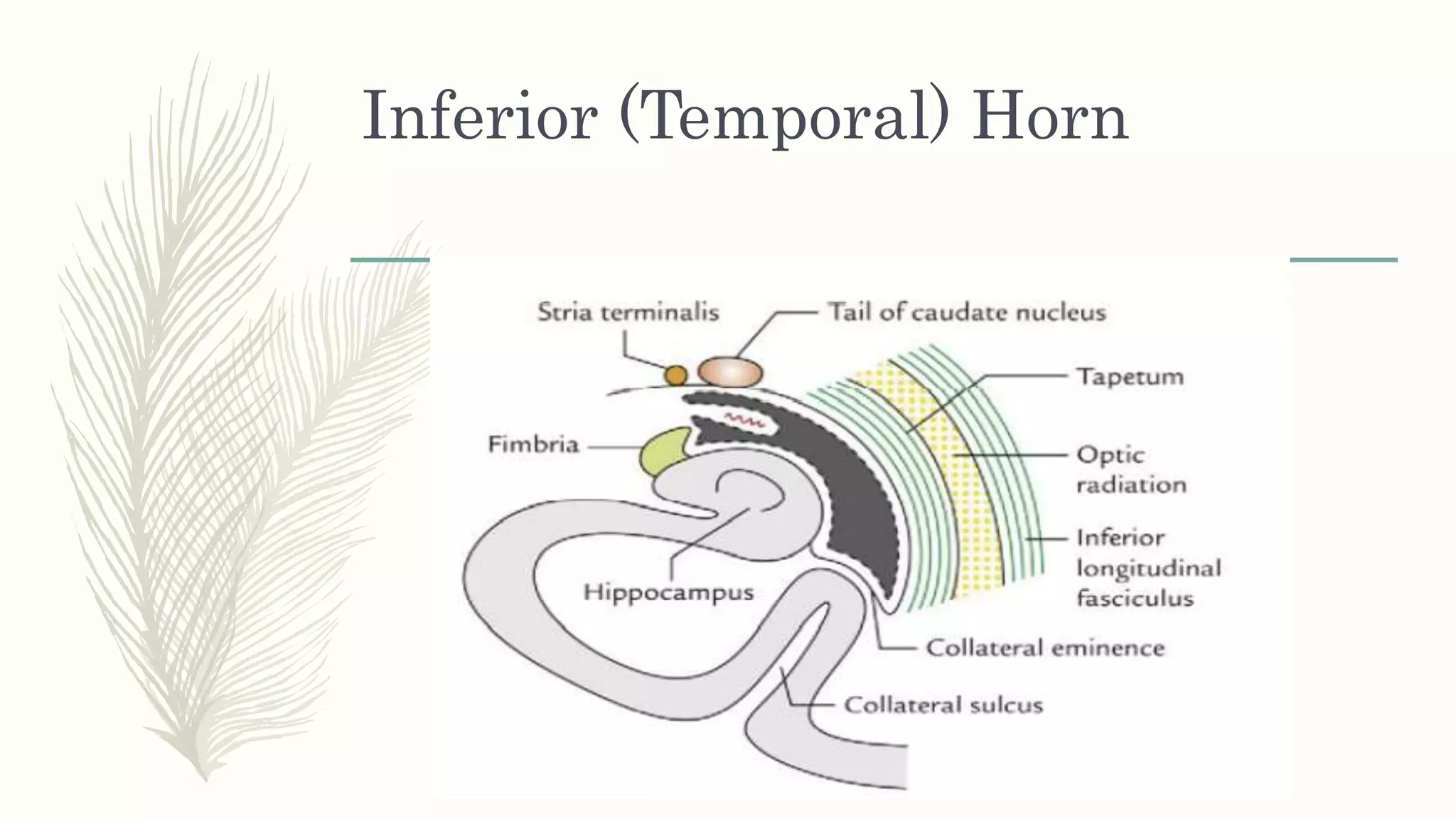 Lateral ventricle anatomy and approaches | PPTX