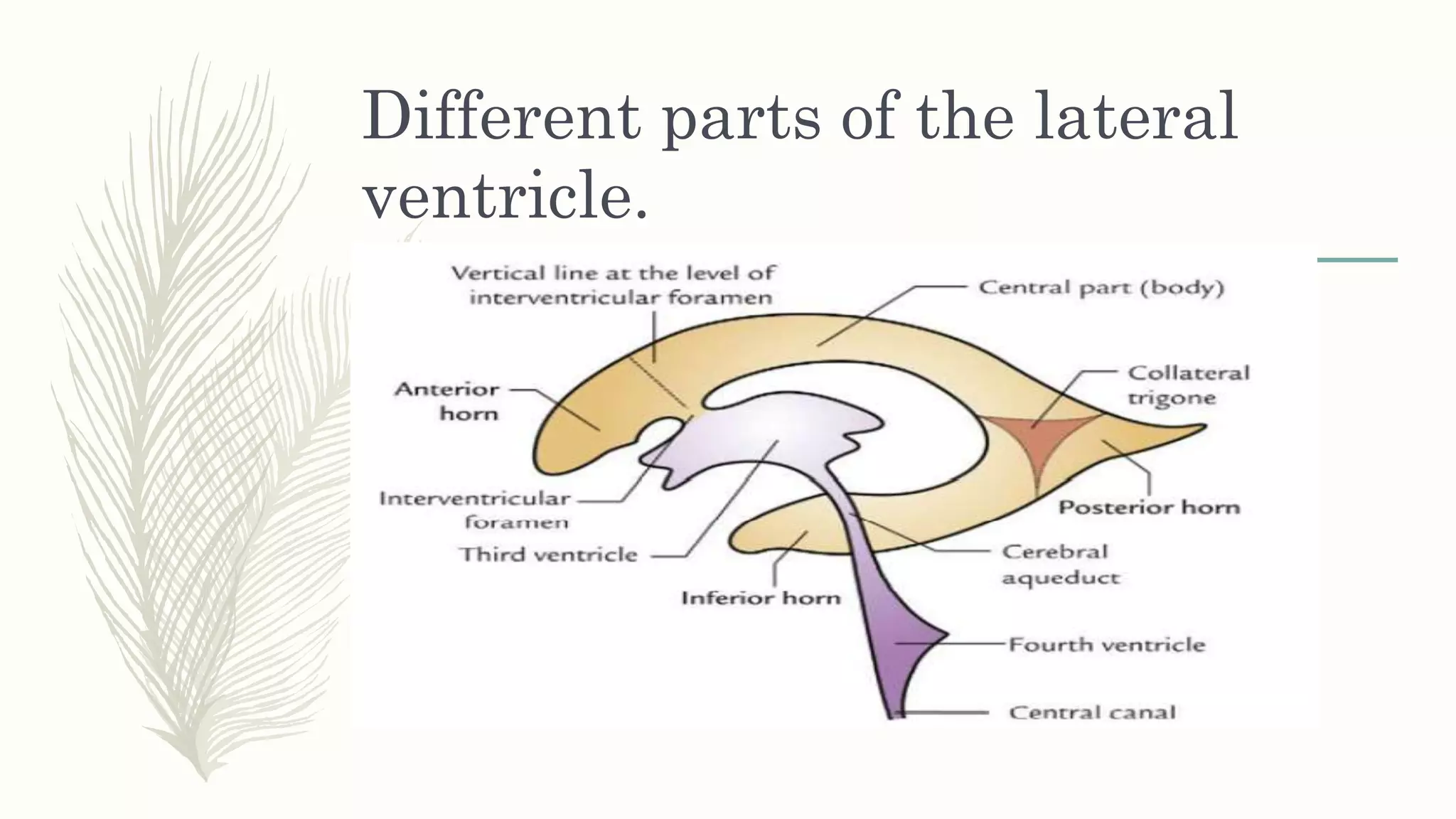 Lateral ventricle anatomy and approaches | PPTX