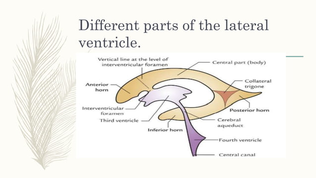 Lateral ventricle anatomy and approaches | PPTX