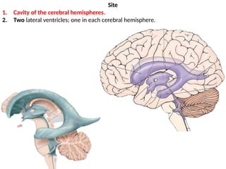 lateral ventricle neuroanatomy lecture.pptx
