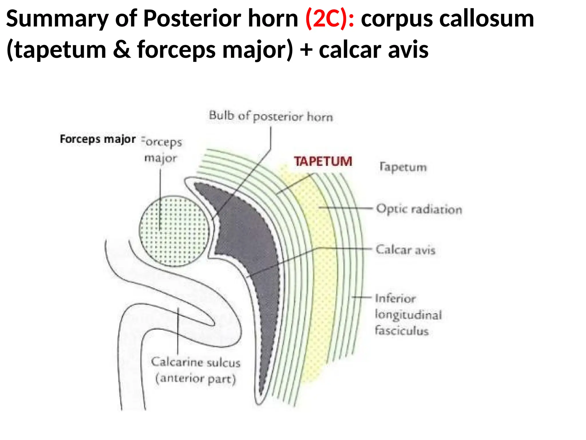 lateral ventricle lecture power point .. | PPTX