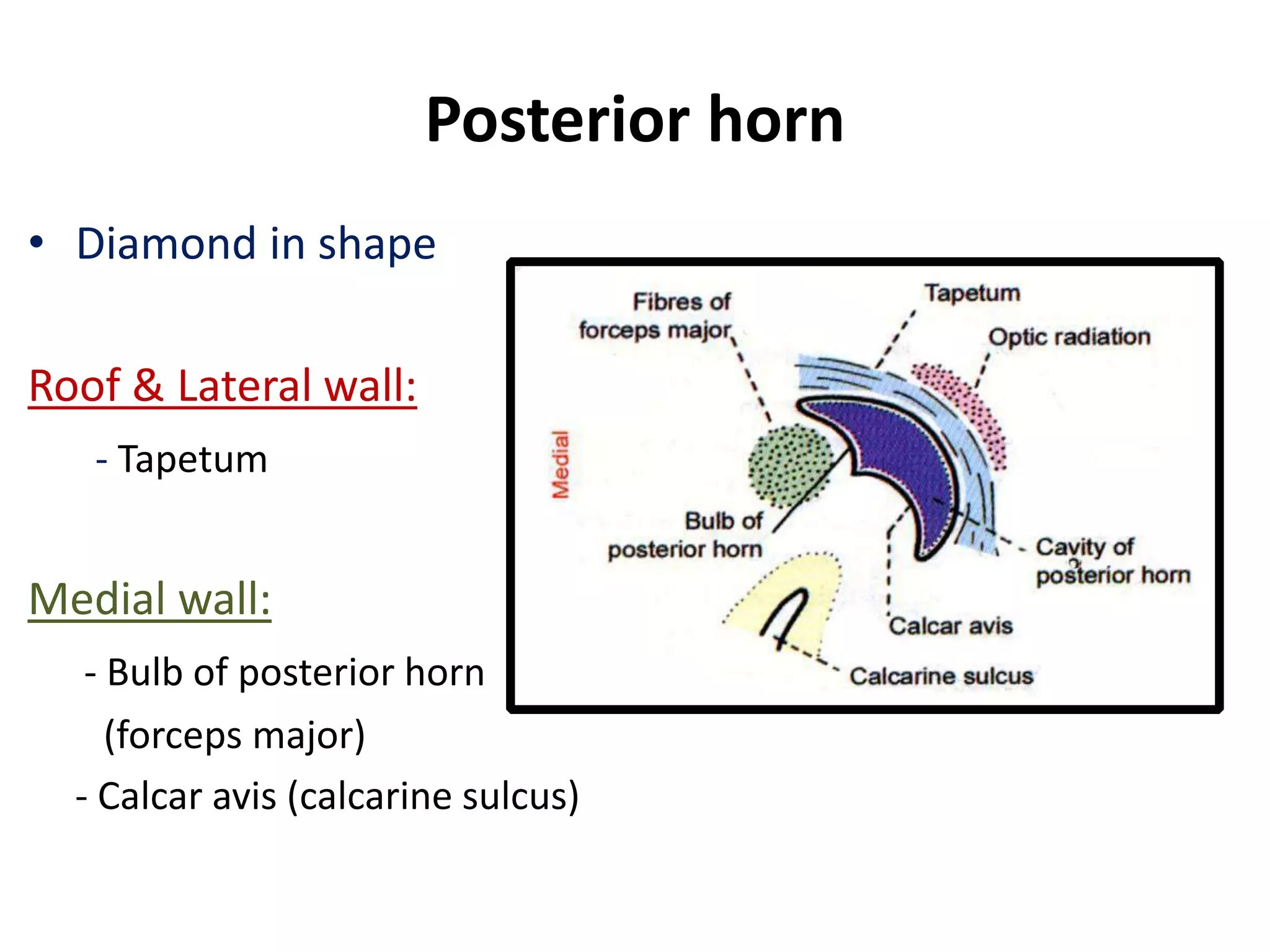 Lateral ventricle - Dr.K.S.Ravi
