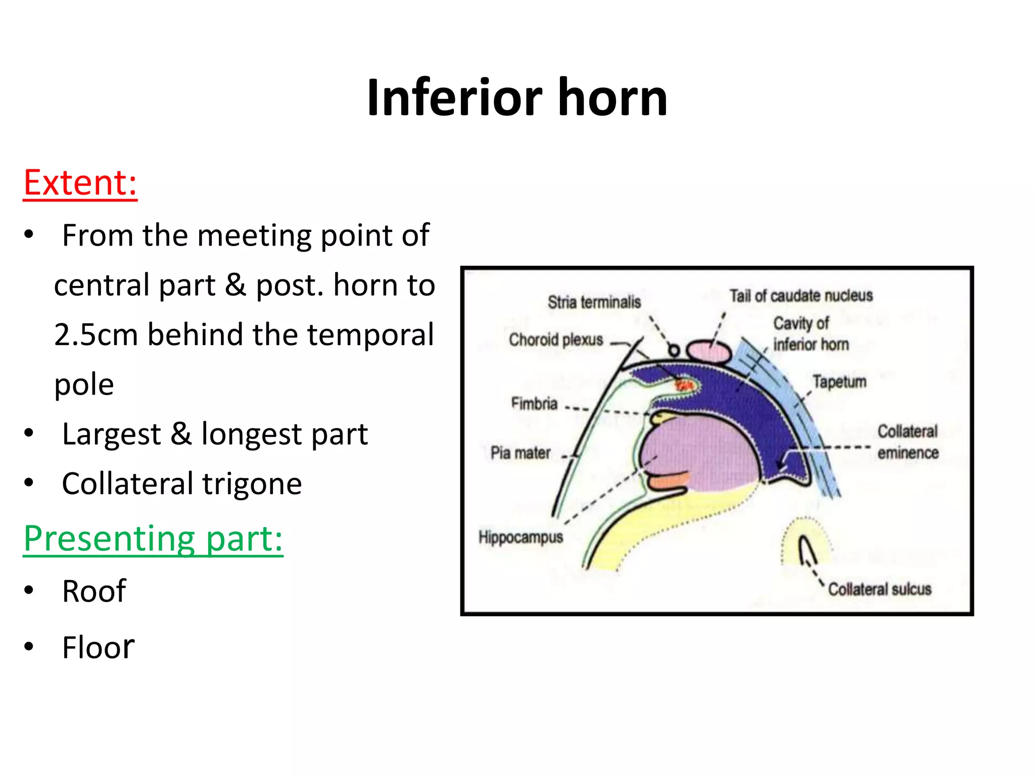 Lateral ventricle - Dr.K.S.Ravi