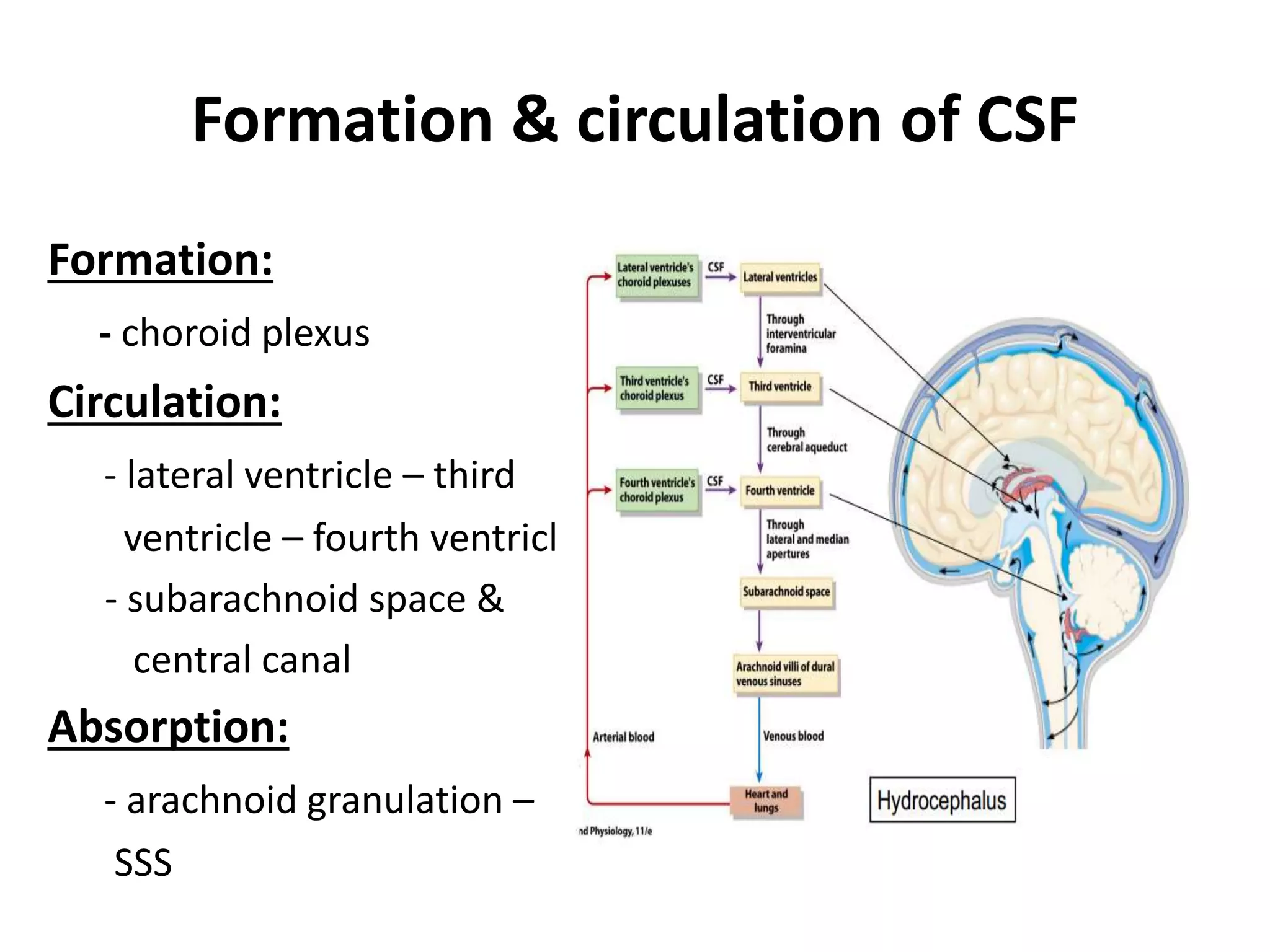 Lateral ventricle - Dr.K.S.Ravi