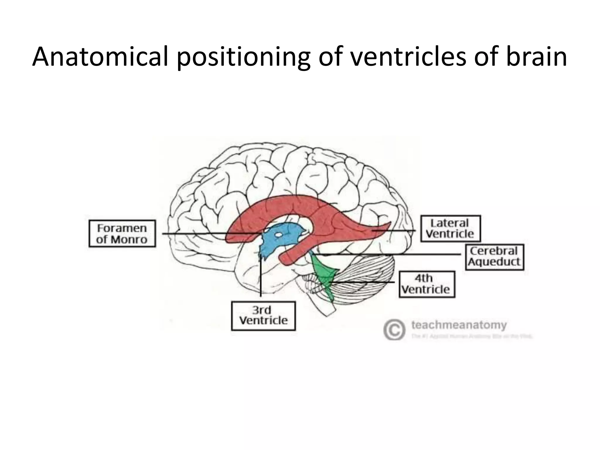 Lateral ventricle - Dr.K.S.Ravi | Brain and Nervous System Disorders ...