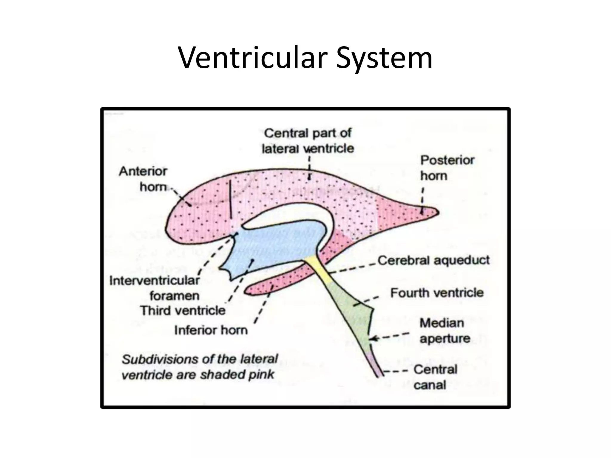 Lateral ventricle - Dr.K.S.Ravi | Brain and Nervous System Disorders ...