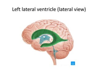 Lateral ventricle - Dr.K.S.Ravi