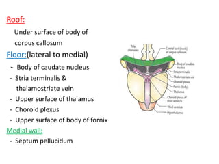 Lateral ventricle - Dr.K.S.Ravi