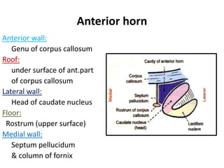 Lateral ventricle - Dr.K.S.Ravi