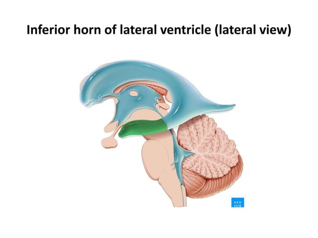 Lateral ventricle - Dr.K.S.Ravi | Brain and Nervous System Disorders ...