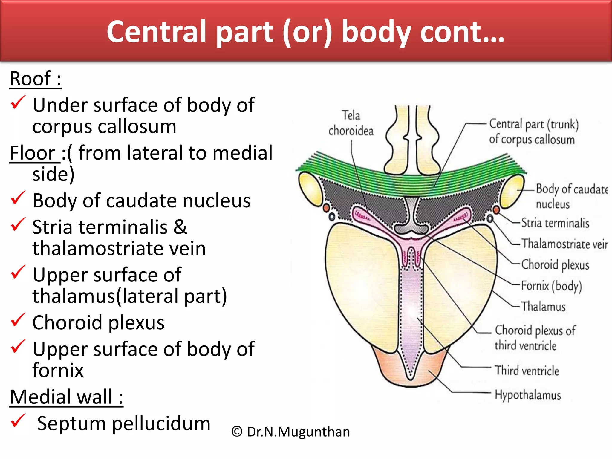 Lateral ventricle of Brain. By Dr.N.Mugunthan.M.S | PDF
