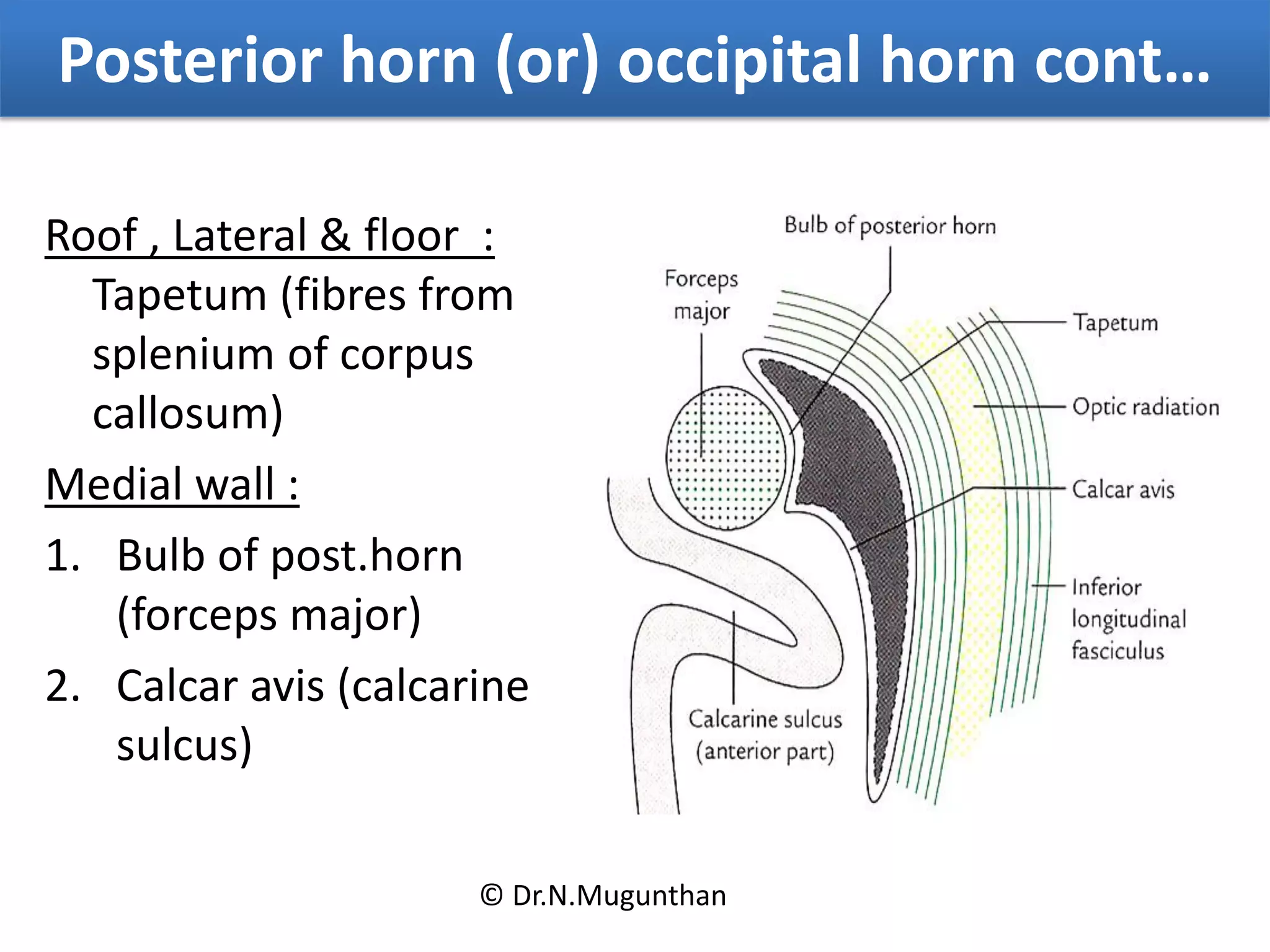 Lateral ventricle of Brain. By Dr.N.Mugunthan.M.S | PDF
