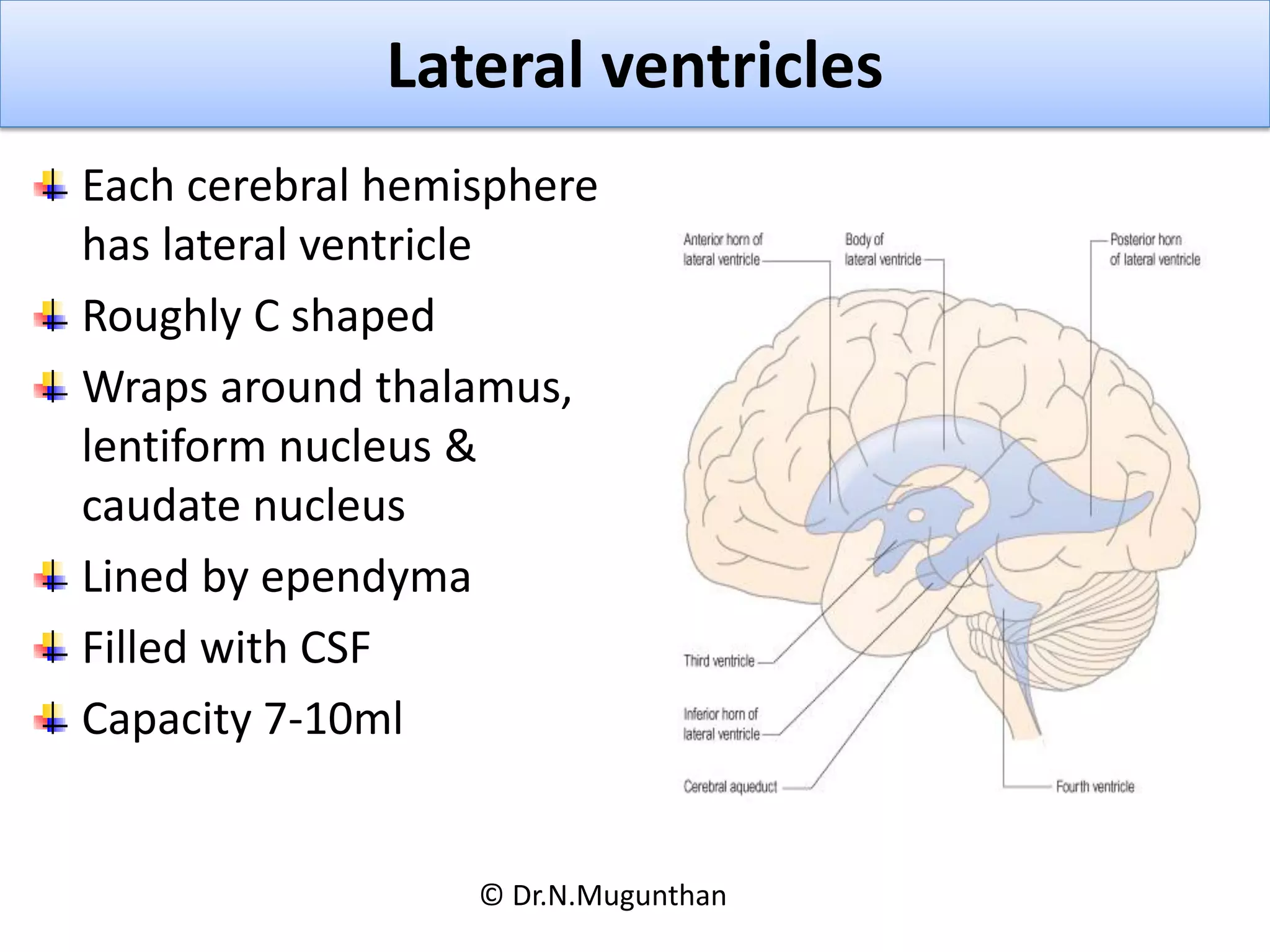 Lateral ventricle of Brain. By Dr.N.Mugunthan.M.S | PDF