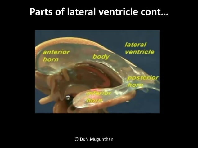 Lateral ventricle of Brain. By Dr.N.Mugunthan.M.S | PDF