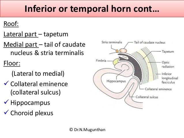 Lateral ventricle of Brain. By Dr.N.Mugunthan.M.S