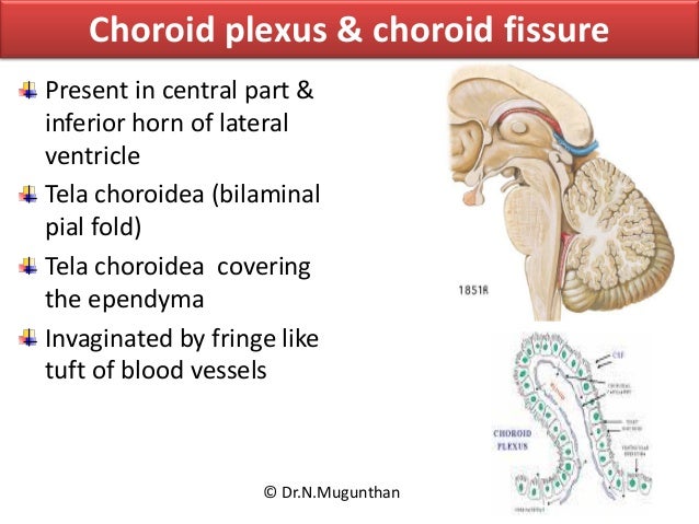 Lateral ventricle of Brain. By Dr.N.Mugunthan.M.S