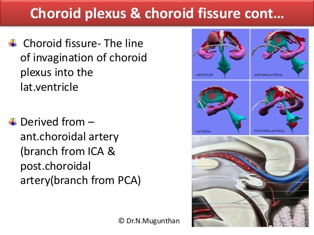 Lateral ventricle of Brain. By Dr.N.Mugunthan.M.S