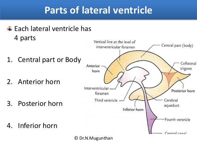 Lateral ventricle of Brain. By Dr.N.Mugunthan.M.S