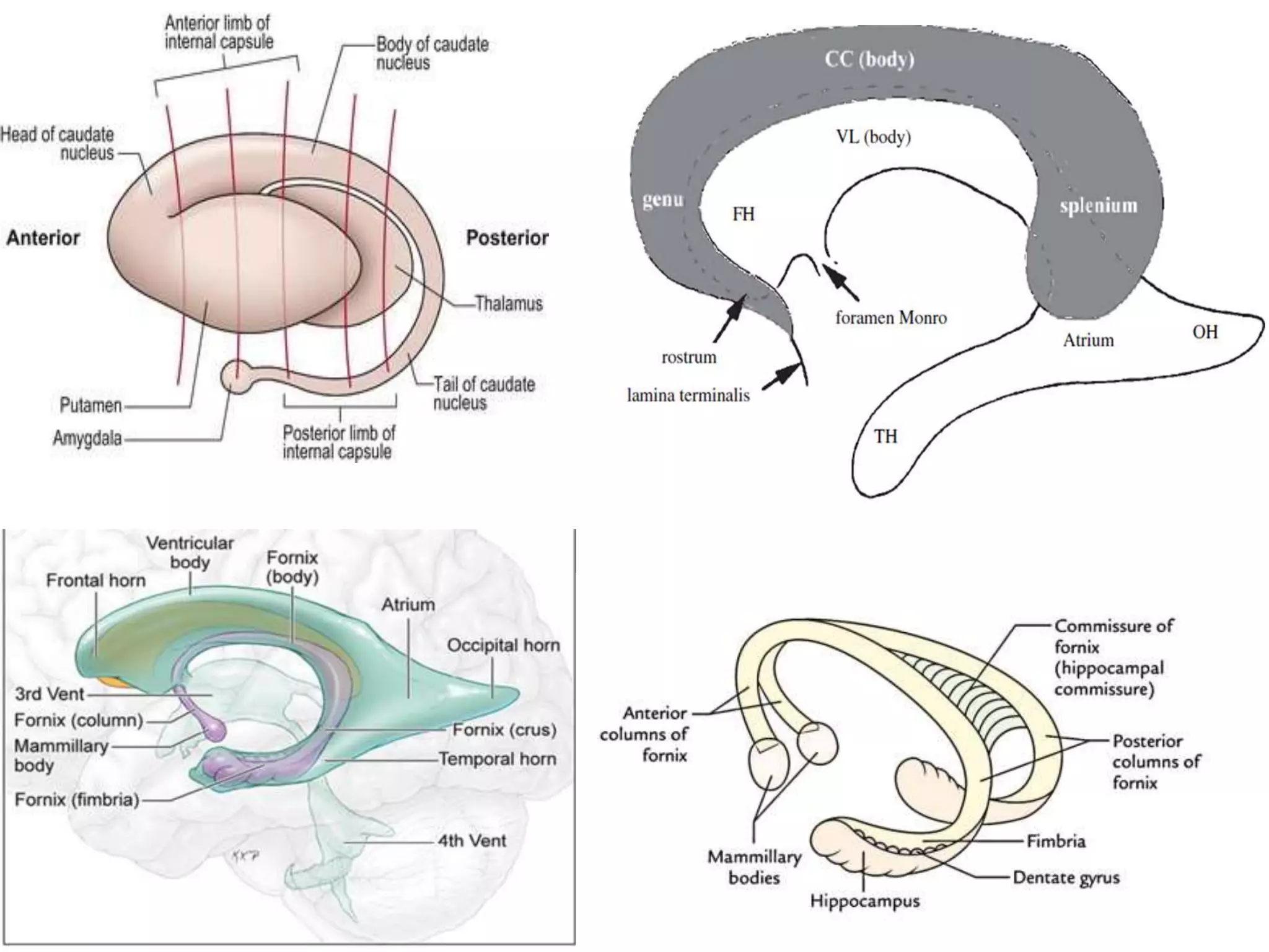 Lateral ventricle n copy | PPTX