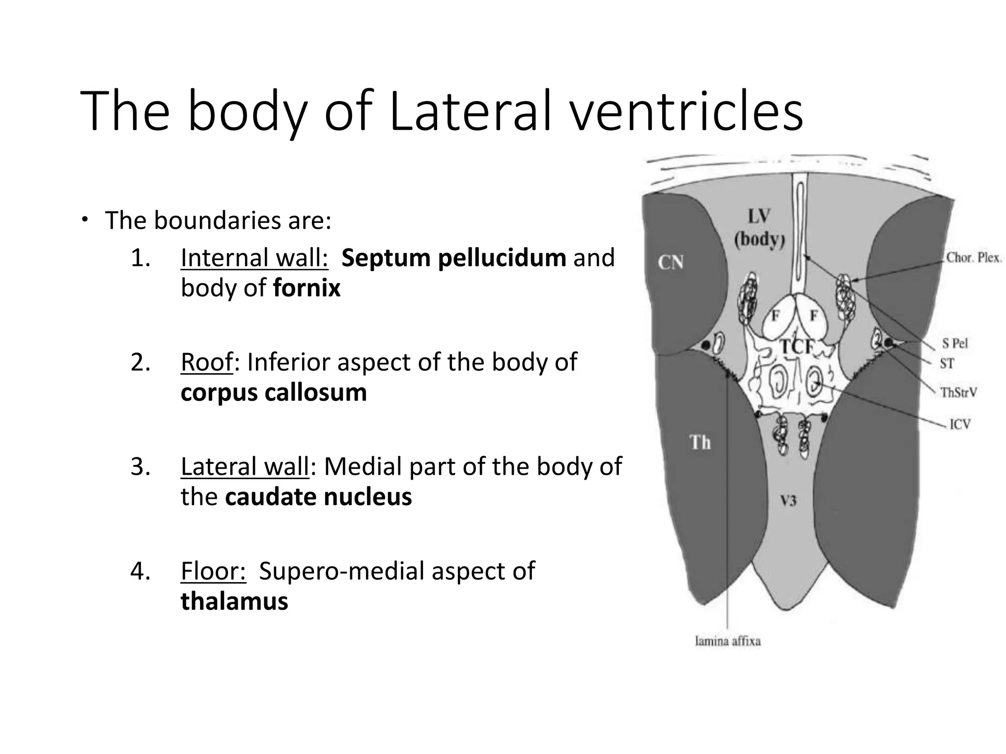 Lateral ventricle n copy | PPTX