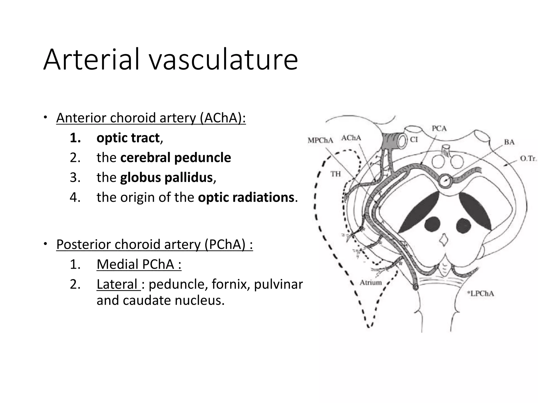 Lateral ventricle n copy | PPTX