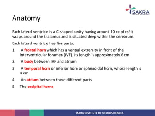Lateral ventricle n copy | PPTX | Brain and Nervous System Disorders ...