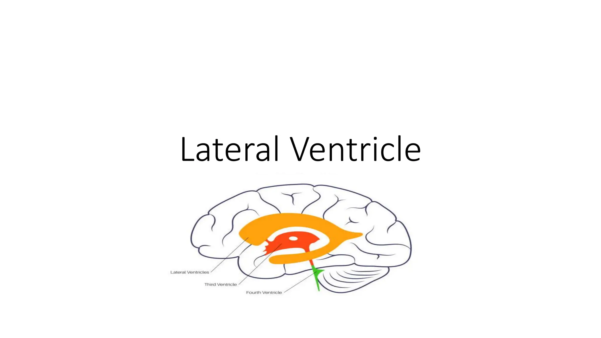 Lateral Ventricles Pdf Very Easy Good Diagrams Comprehensive Ppt