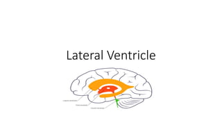 Lateral Ventricles.pdf very easy good diagrams comprehensive | PPT