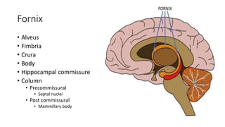 Lateral Ventricles.pdf very easy good diagrams comprehensive | PPT
