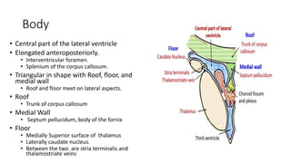 Lateral Ventricles.pdf very easy good diagrams comprehensive | PPT