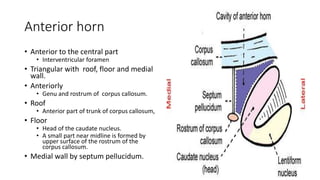Lateral Ventricles.pdf very easy good diagrams comprehensive | PDF