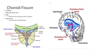 Lateral Ventricles.pdf very easy good diagrams comprehensive | PPT