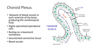 Lateral Ventricles.pdf very easy good diagrams comprehensive | PDF