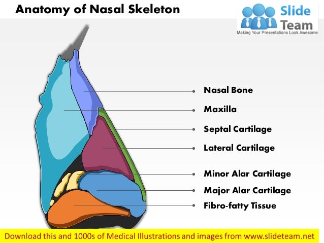 Lateral view of external nose anatomy of nasal skeleton medical image…