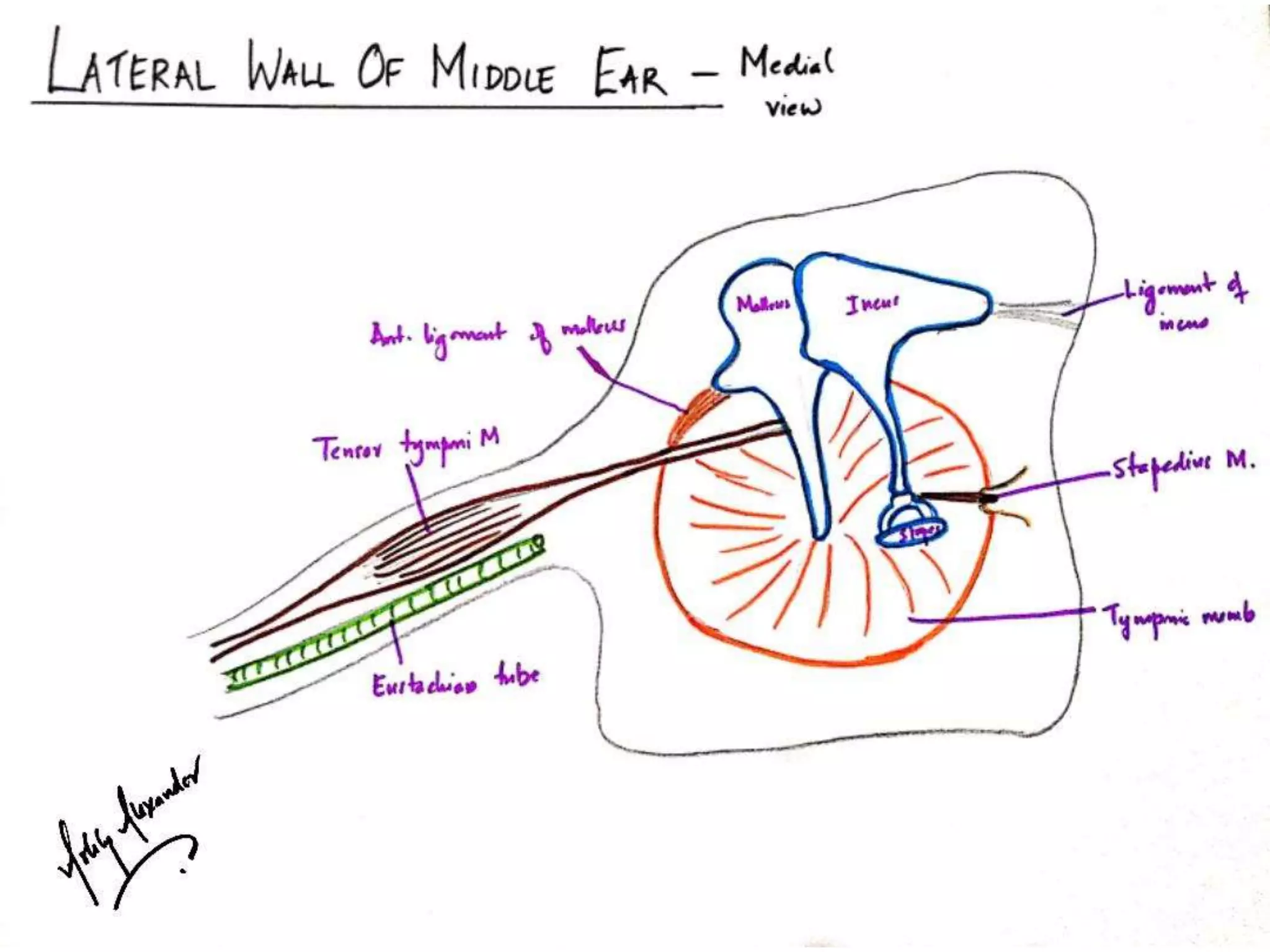 Lateral wall of middle ear- diagram- medial aspect | PPTX
