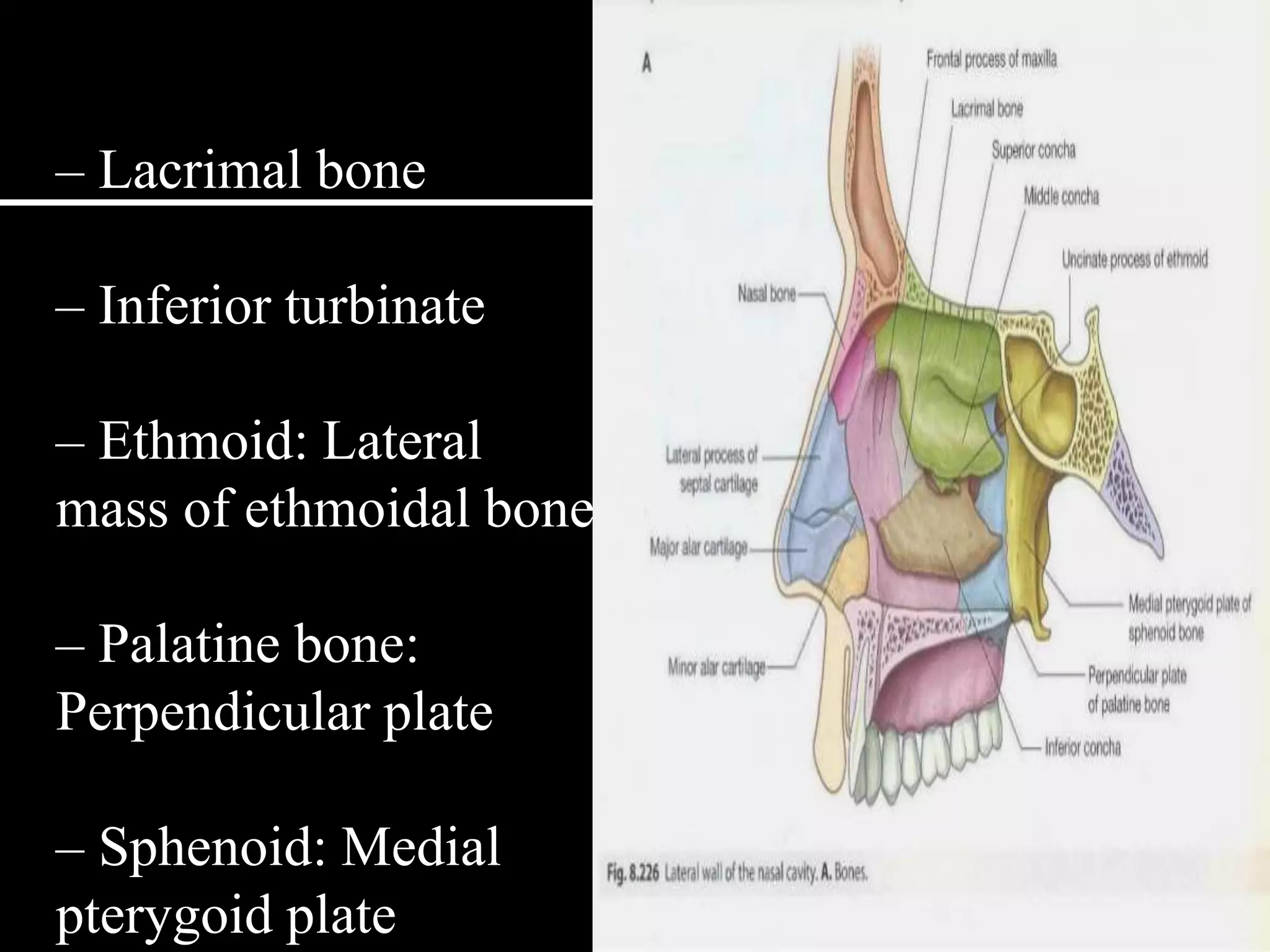 Anatomy of Lateral wall of nose | PPTX