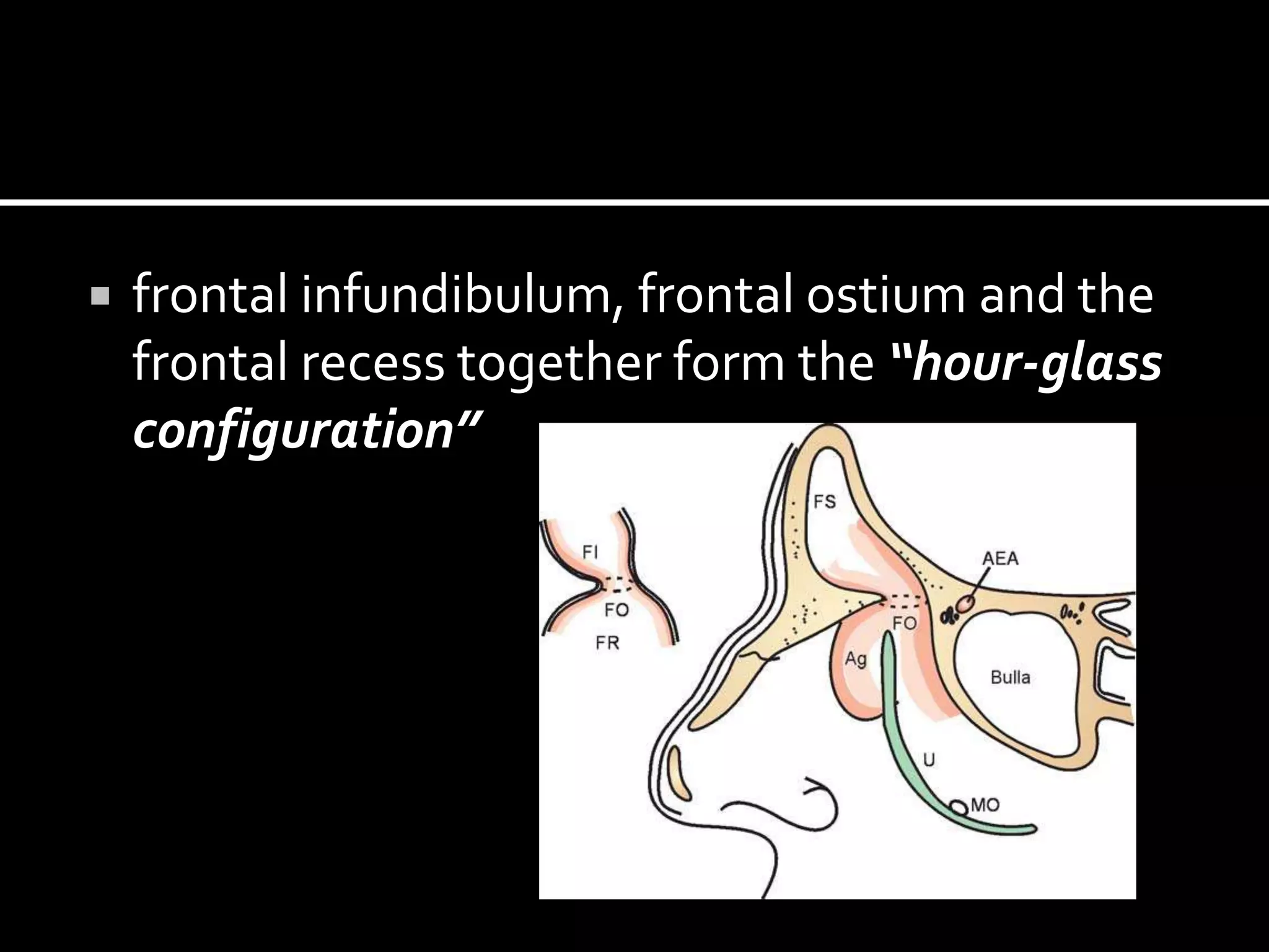 Anatomy of Lateral wall of nose | PPTX