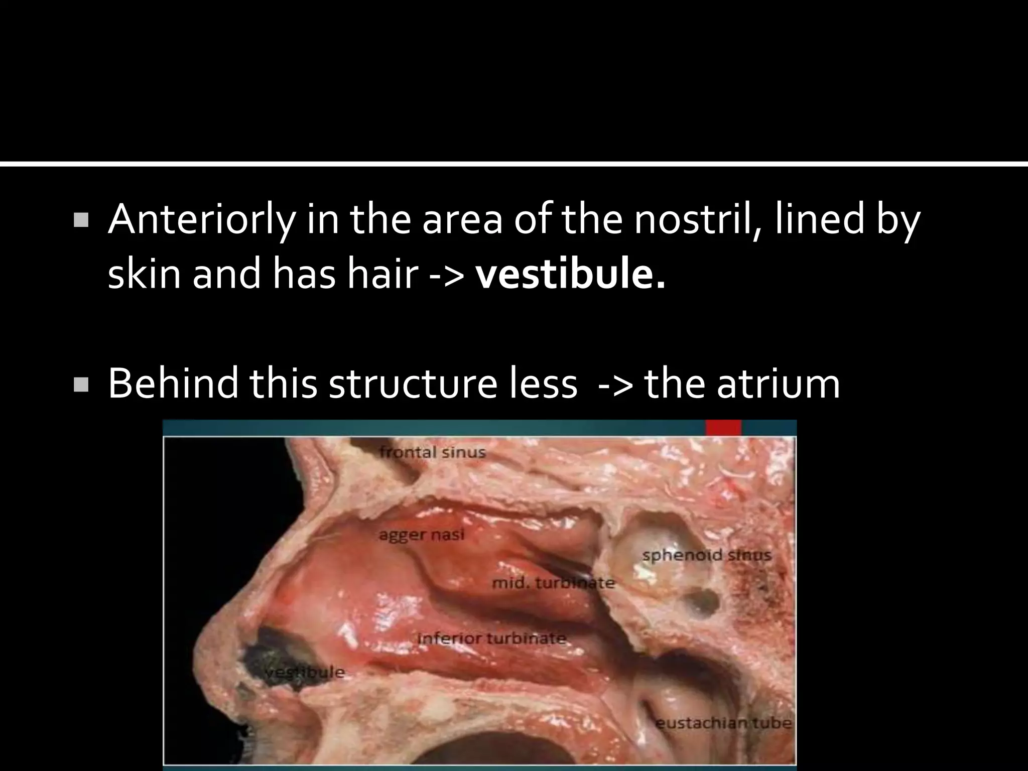 Anatomy of Lateral wall of nose | PPTX