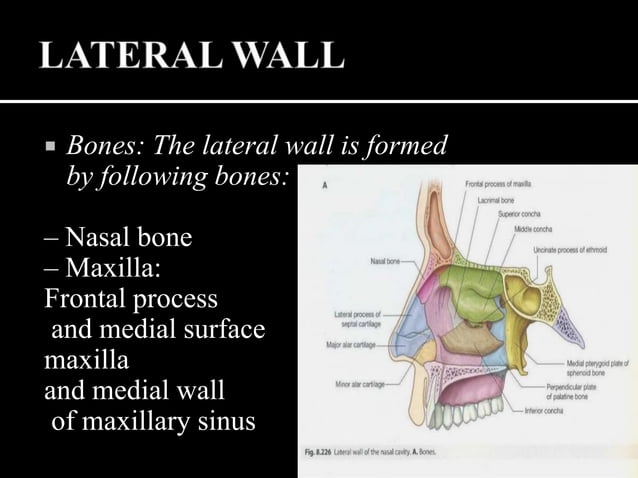 Anatomy of Lateral wall of nose | PPTX
