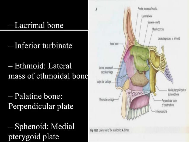 Anatomy of Lateral wall of nose | PPTX