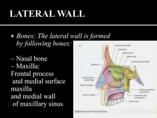 Nasal Vault Anatomy