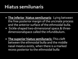 Hiatus Semilunaris Abdomen