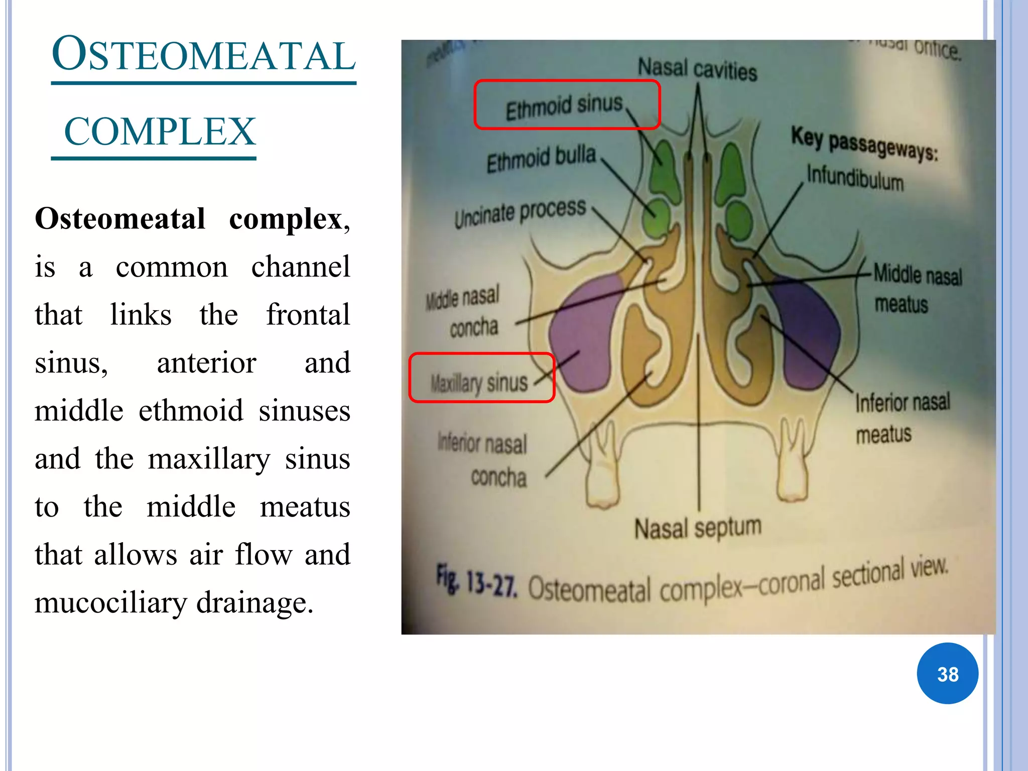 Lateral wall of nose | PPTX